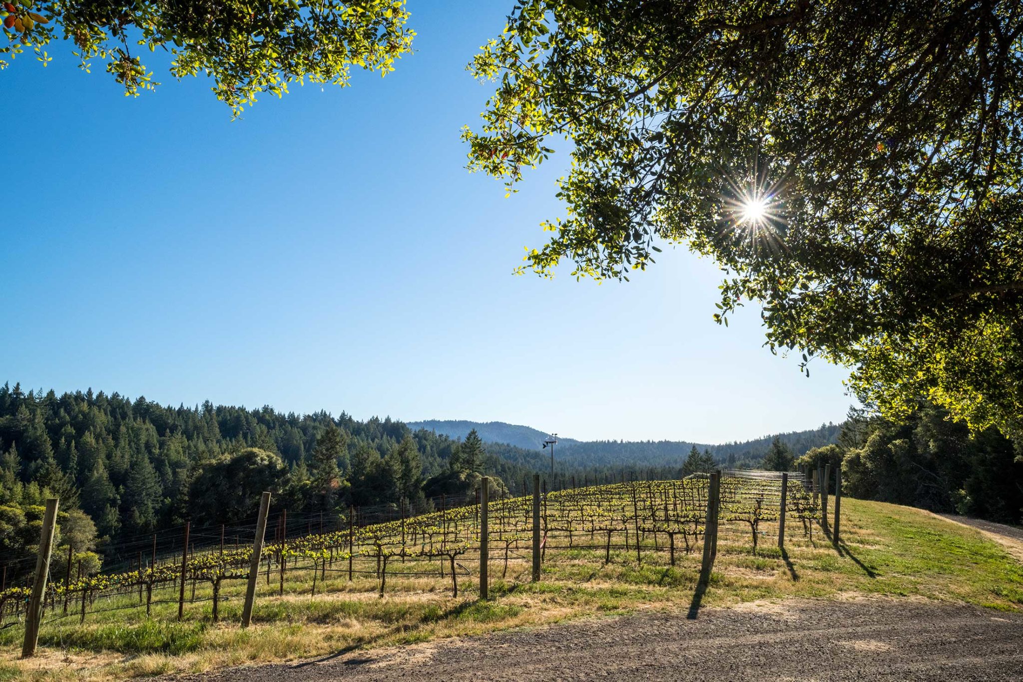 Kiser Vineyard - Cobb Wines