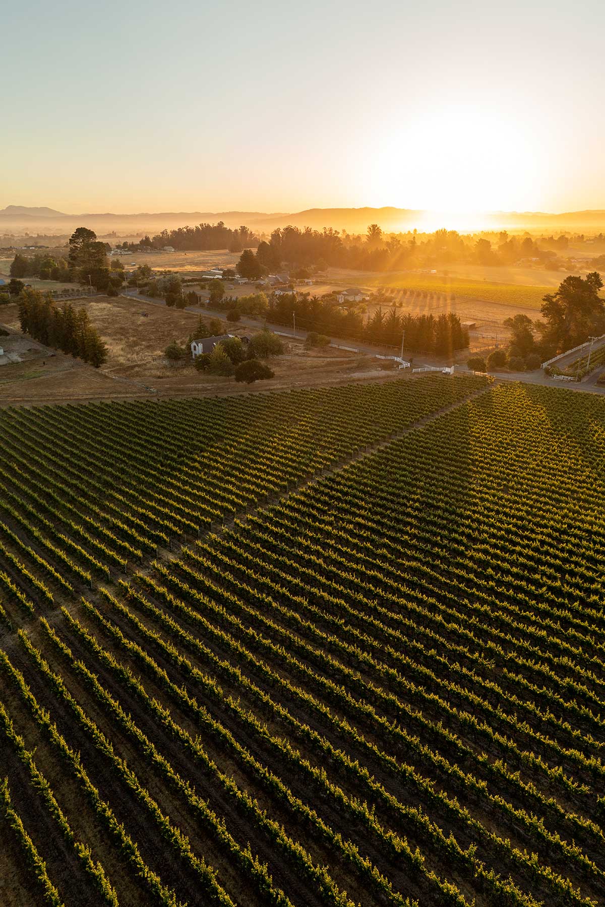 Rice-Spivak Vineyard - Cobb Wines