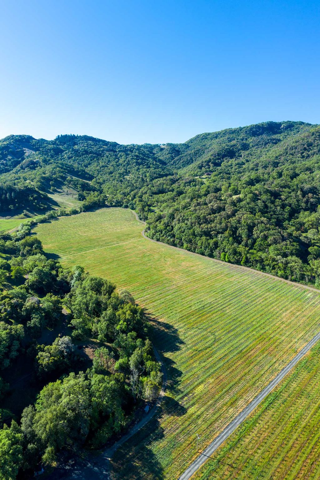 Cole Ranch Vineyard - Cobb Wines