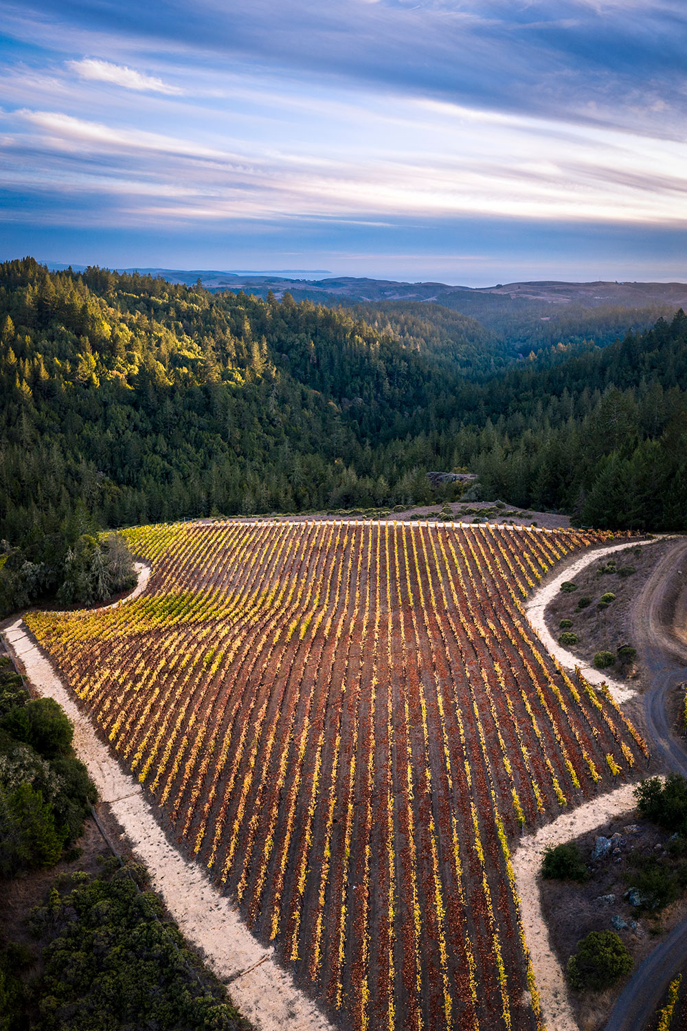 Doc's Ranch Vineyard - Cobb Wines